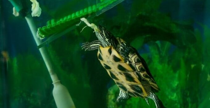 Red-Eared Slider Diet: Feeding & Food Guide - The Reptile Bay