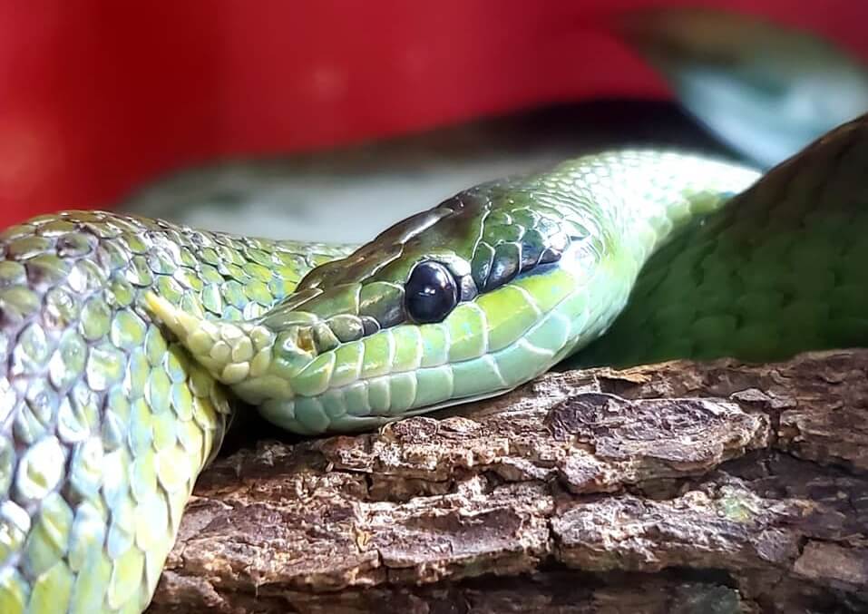 20 Most Popular Rat Snakes: Texas, Black, Eastern, Yellow... - The ...