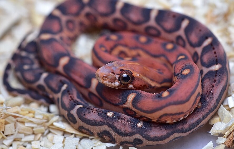 39+ Corn Snake Morphs, Color Chart and Pictures - The Reptile Bay