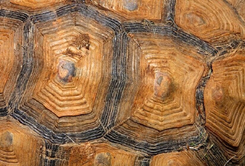 Does a Turtle Live Without Its Shell? Turtle Shells Explained - The ...