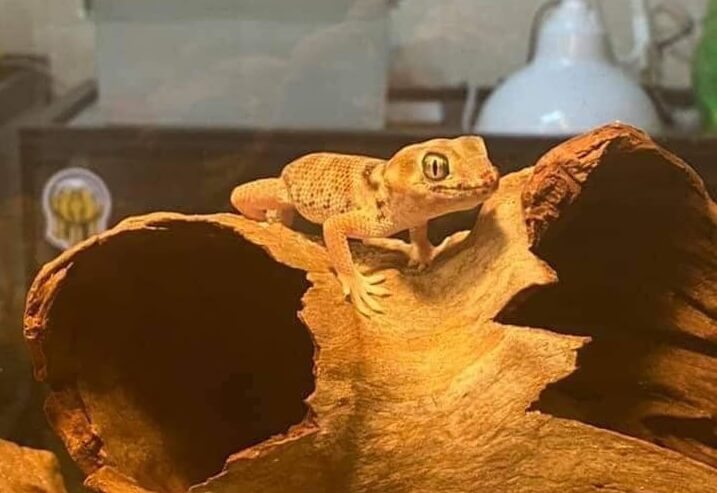 45+ Best Leopard Gecko Morphs: Color List & Pictures - The Reptile Bay