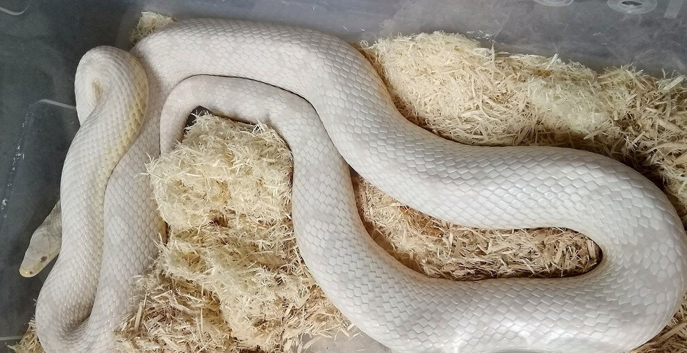 39+ Corn Snake Morphs, Color Chart and Pictures - The Reptile Bay