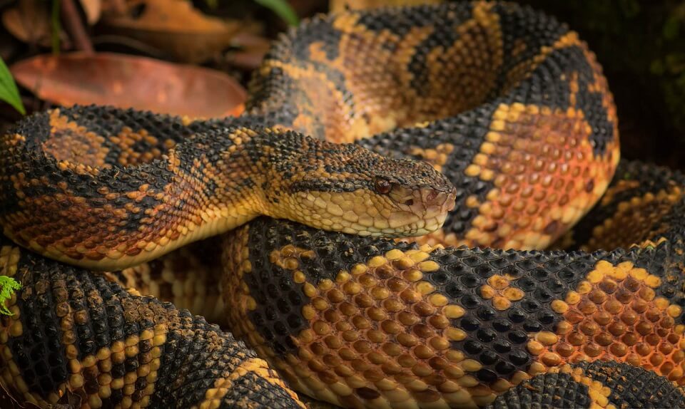 Top 20 most venomous snakes: Deadliest Snakes Ranked By Venom - The ...
