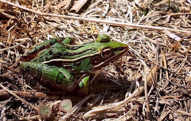 Leopard Frog: Care Guide, Species Profile & More - The Reptile Bay