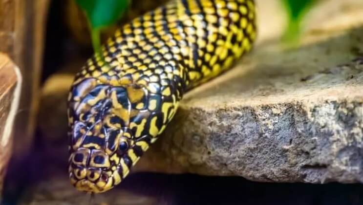 Eastern Kingsnake Health Sheet for Beginners and Buyer's Guide - The ...