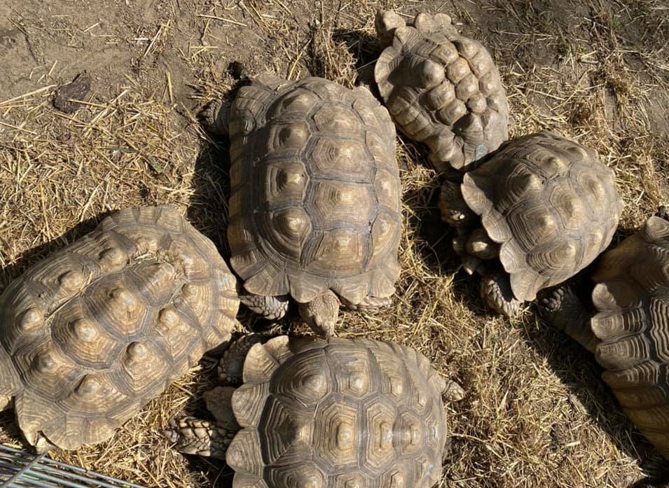 Sulcata Tortoise Caring Guide: Everything For You - The Reptile Bay