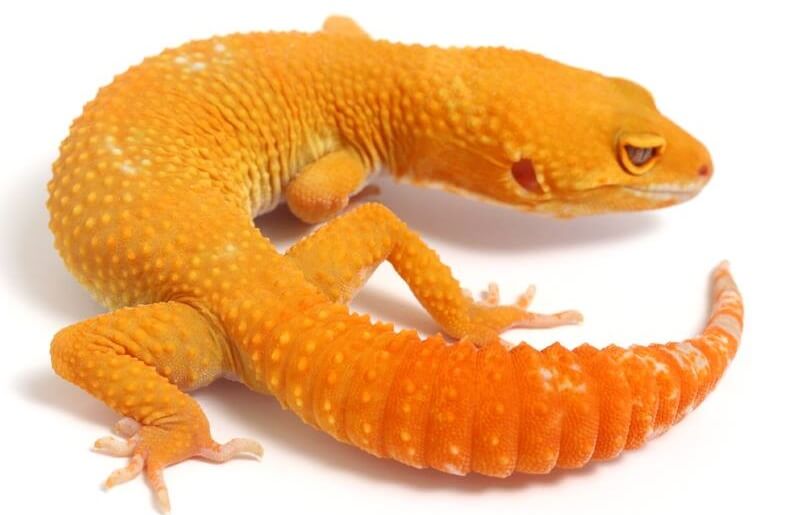 45+ Best Leopard Gecko Morphs: Color List & Pictures - The Reptile Bay