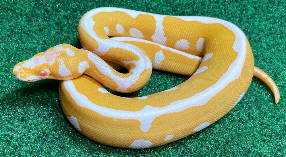 45+ Ball Python Morphs: A-Z Morph Color Chart - The Reptile Bay