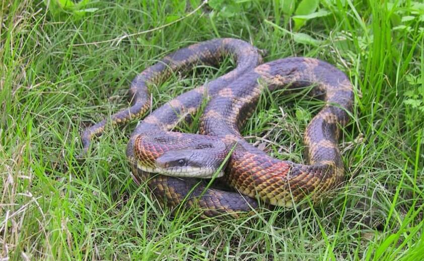 20 Most Popular Rat Snakes: Texas, Black, Eastern, Yellow... - The ...