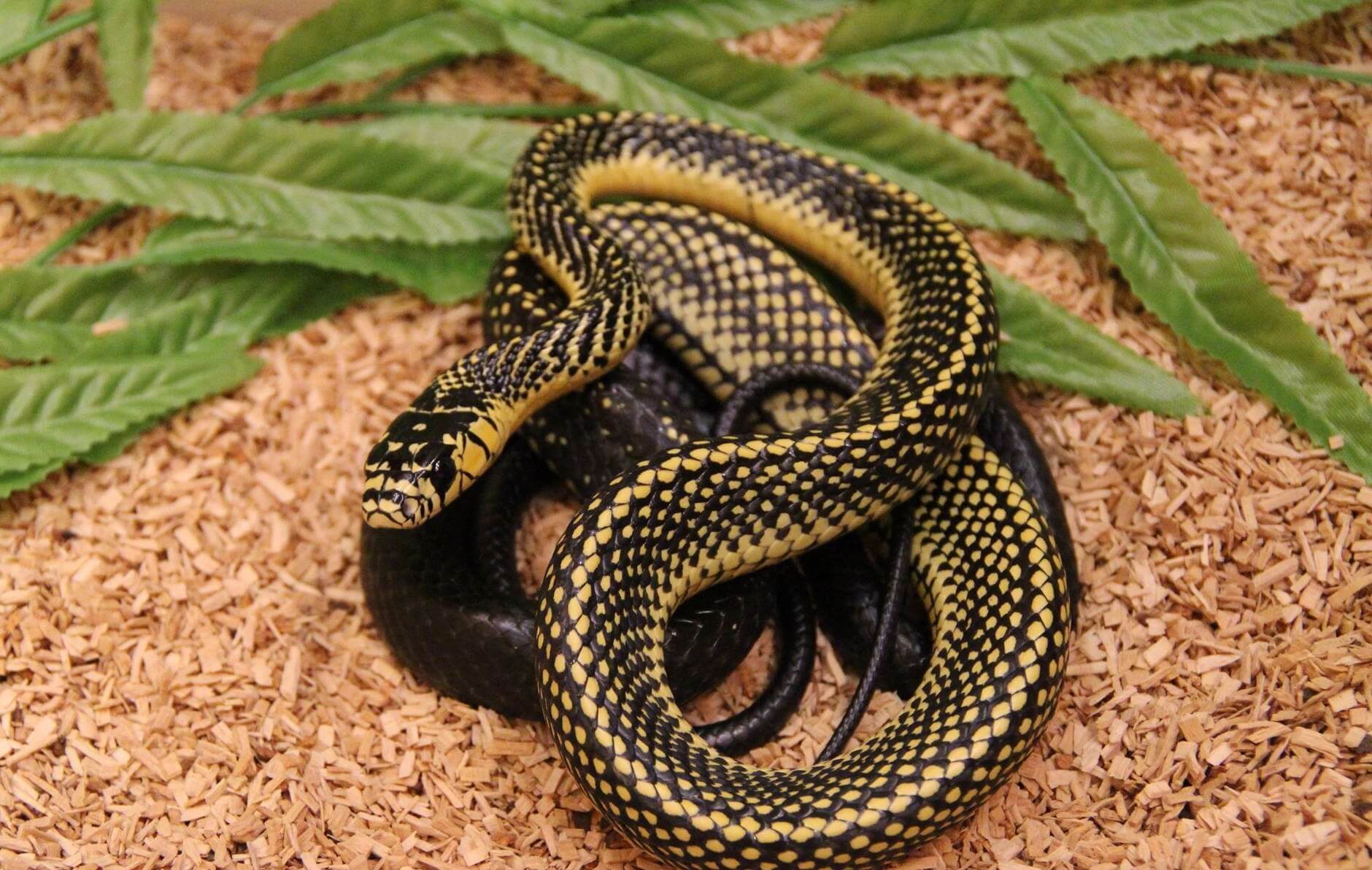 20 Most Popular Rat Snakes: Texas, Black, Eastern, Yellow... - The ...