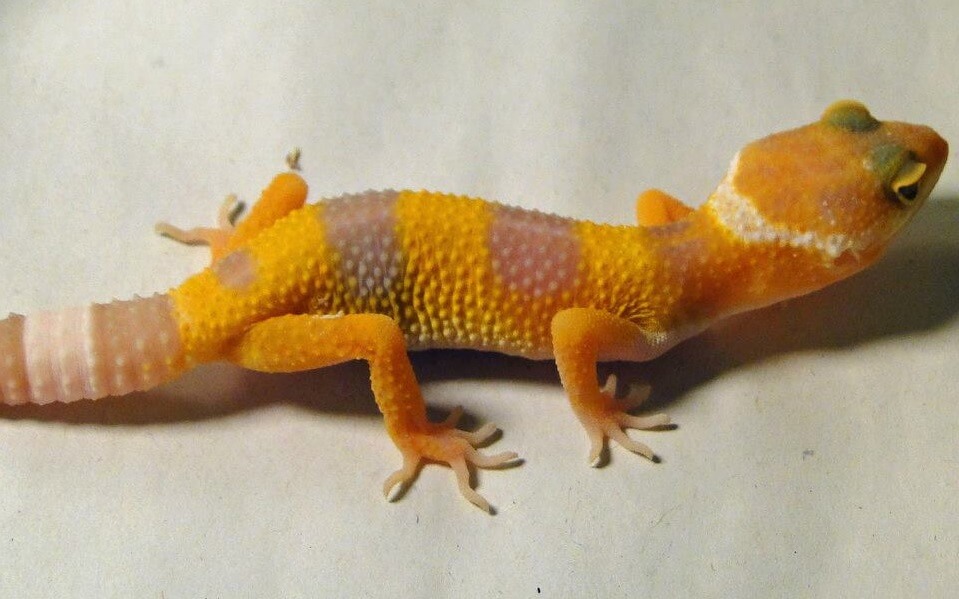 45+ Best Leopard Gecko Morphs: Color List & Pictures - The Reptile Bay