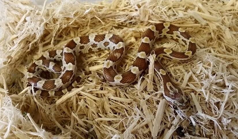 39+ Corn Snake Morphs, Color Chart and Pictures - The Reptile Bay
