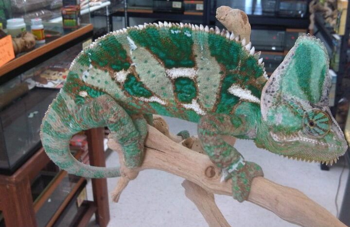 Veiled Chameleon Care Sheet: Habitat, Cage Set Up & Diet - The Reptile Bay