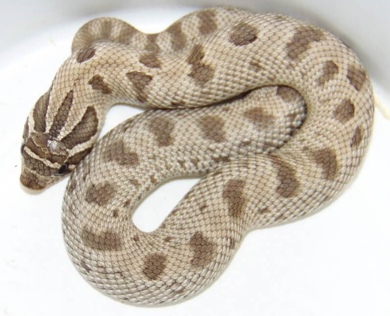 Western Hognose Snake: Care Guide, Enclosure, Behavior, Size - The ...
