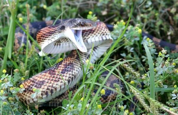 20 Most Popular Rat Snakes: Texas, Black, Eastern, Yellow... - The ...
