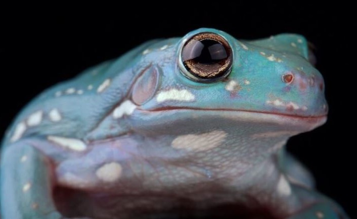 White's Tree Frog Care Guide Habitat, Diet, and Behavior - The Reptile Bay