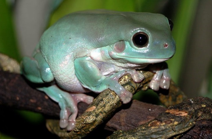 White's Tree Frog Care Guide Habitat, Diet, and Behavior - The Reptile Bay