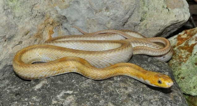 20 Most Popular Rat Snakes: Texas, Black, Eastern, Yellow... - The ...