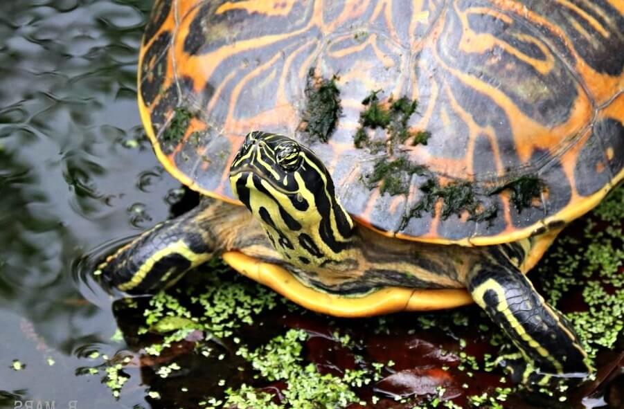 Yellow-Bellied Slider Care Guide: Diet, Size & Tank Set Up - The ...