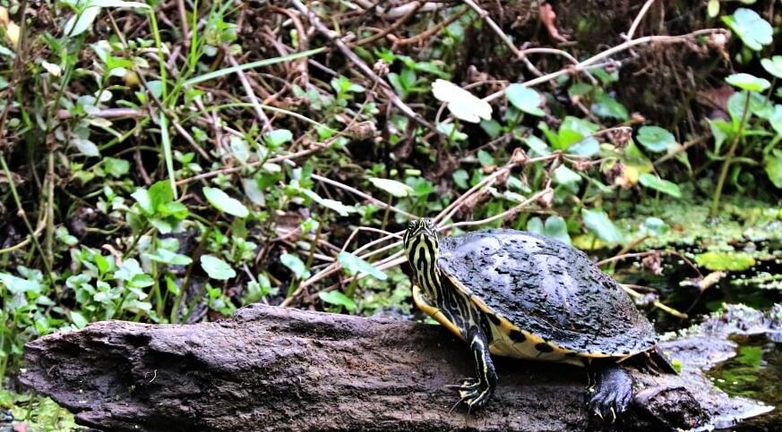 Yellow-Bellied Slider Care Guide: Diet, Size & Tank Set Up - The ...