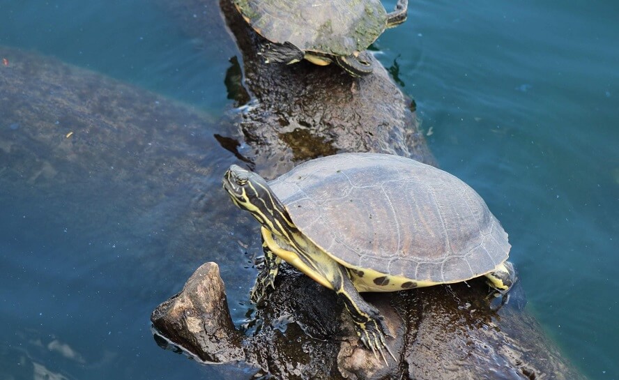 Yellow-Bellied Slider Care Guide: Diet, Size & Tank Set Up - The ...