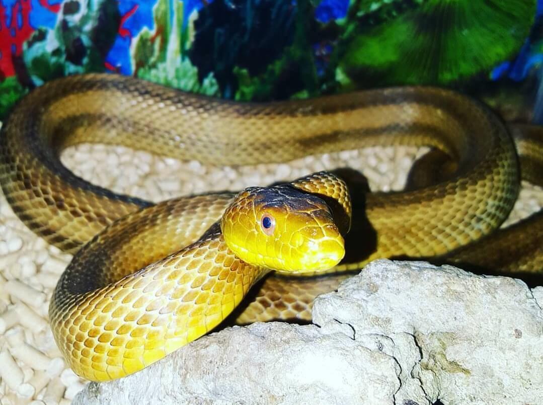 20 Most Popular Rat Snakes: Texas, Black, Eastern, Yellow... - The ...