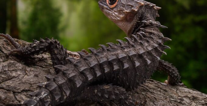 The Red-Eyed Crocodile Skink Care Sheet: Tank Setup and Feeding - The ...