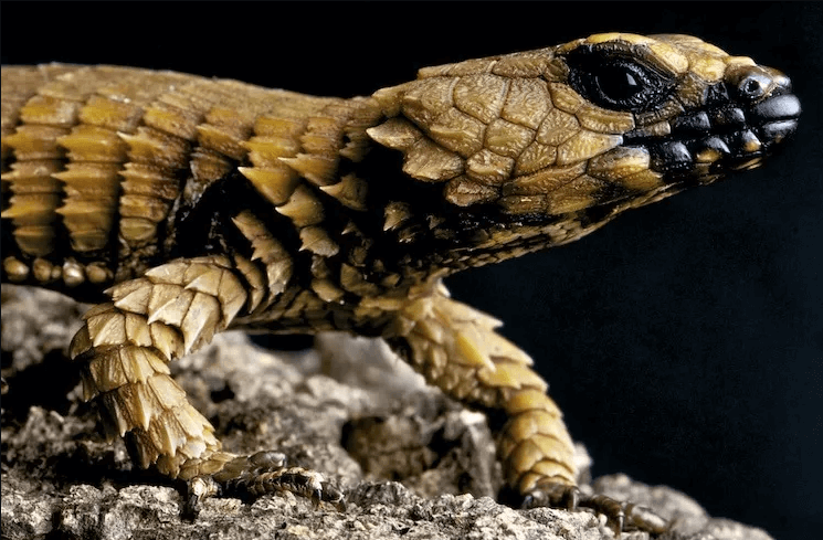 Armadillo Lizard: All To Learn About This Small Pet Dragon - The ...