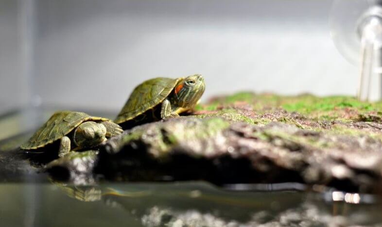 Red-Eared Slider: Care, Habitat, Diet, Tank, & Facts - The Reptile Bay