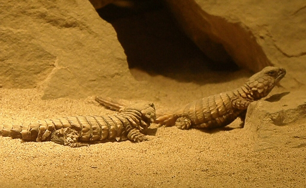 Armadillo Lizard: All To Learn About This Small Pet Dragon - The ...