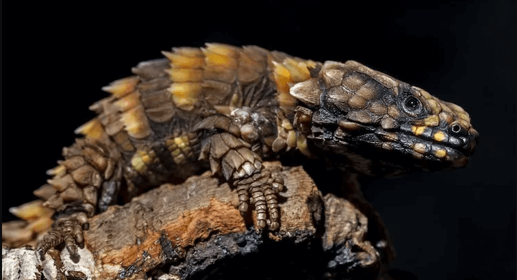 Armadillo Lizard: All To Learn About This Small Pet Dragon - The ...