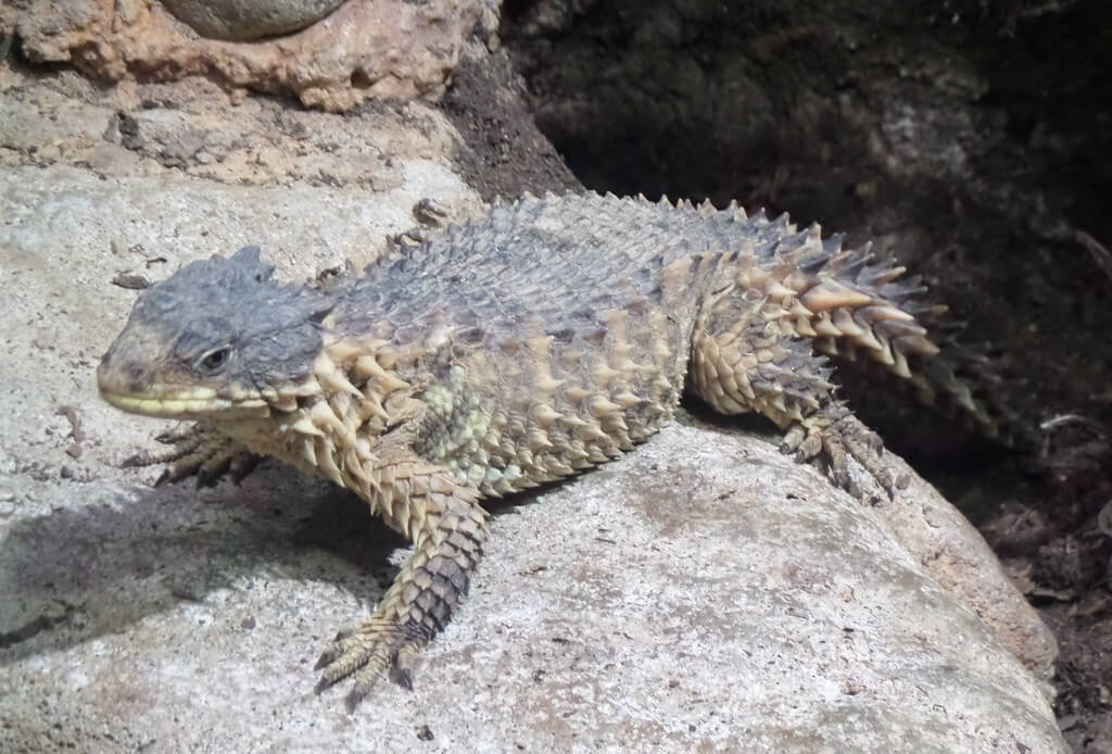 Armadillo Lizard: All To Learn About This Small Pet Dragon - The ...
