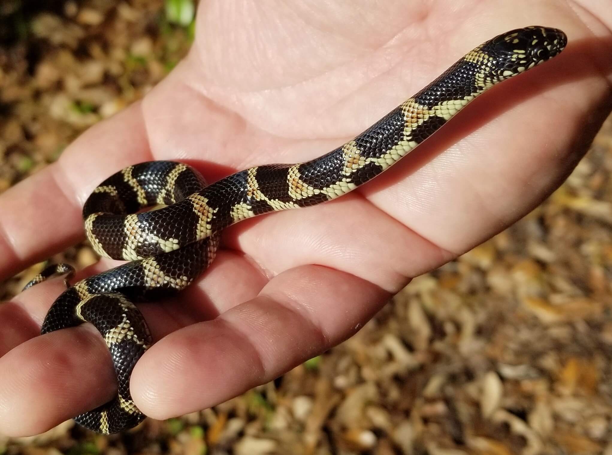 Eastern Kingsnake Health Sheet for Beginners and Buyer's Guide - The ...