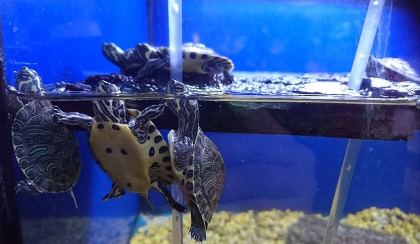 Yellow-Bellied Slider Care Guide: Diet, Size & Tank Set Up - The ...