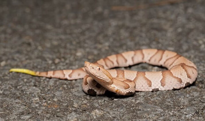 7 Methods to Find, Stop & Remove Baby Copperhead Snakes - The Reptile Bay