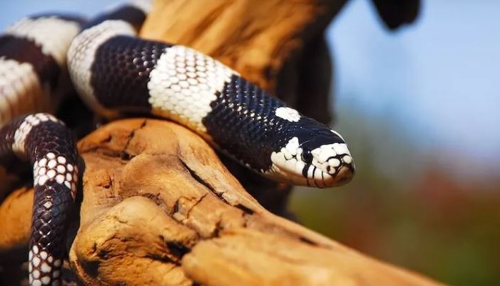 Eastern Kingsnake Health Sheet for Beginners and Buyer's Guide - The ...