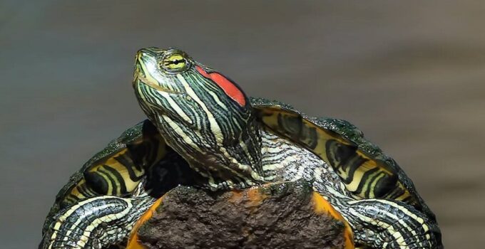 Red-Eared Slider: Care, Habitat, Diet, Tank, & Facts - The Reptile Bay