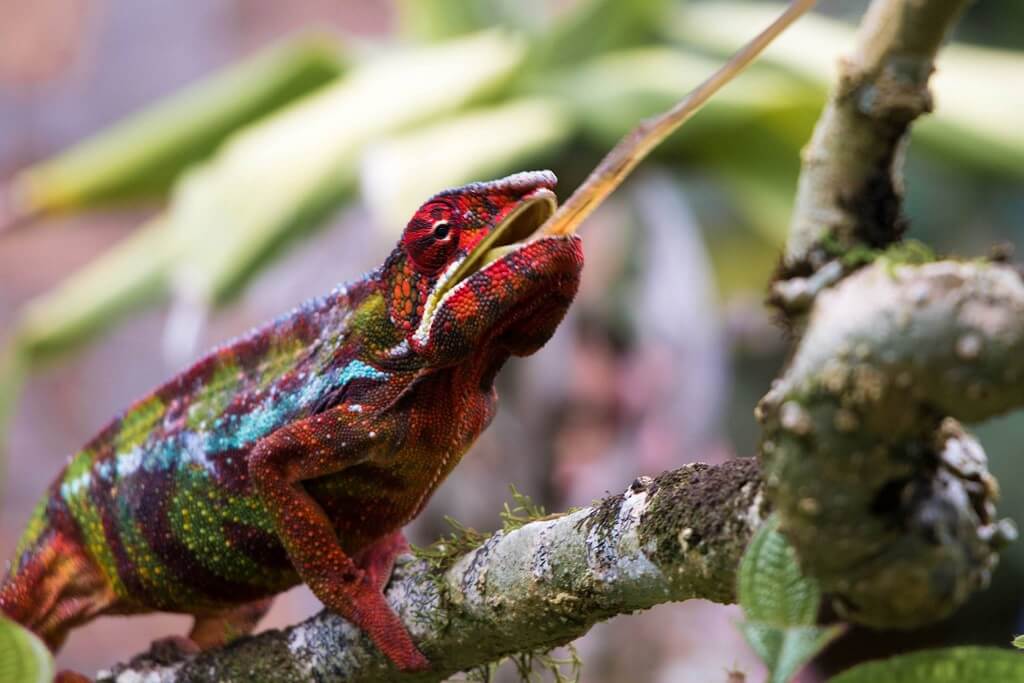 Panther Chameleon Care Guide, Information, Cost & Where to Buy - The ...