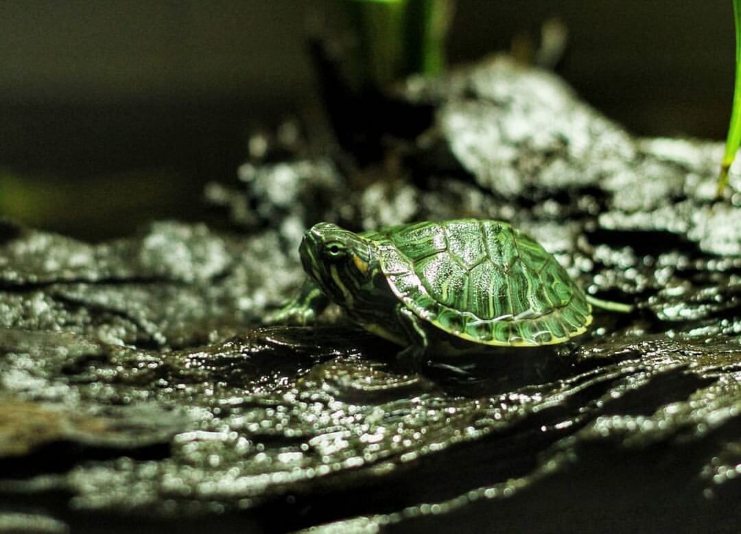 Red-Eared Slider: Care, Habitat, Diet, Tank, & Facts - The Reptile Bay