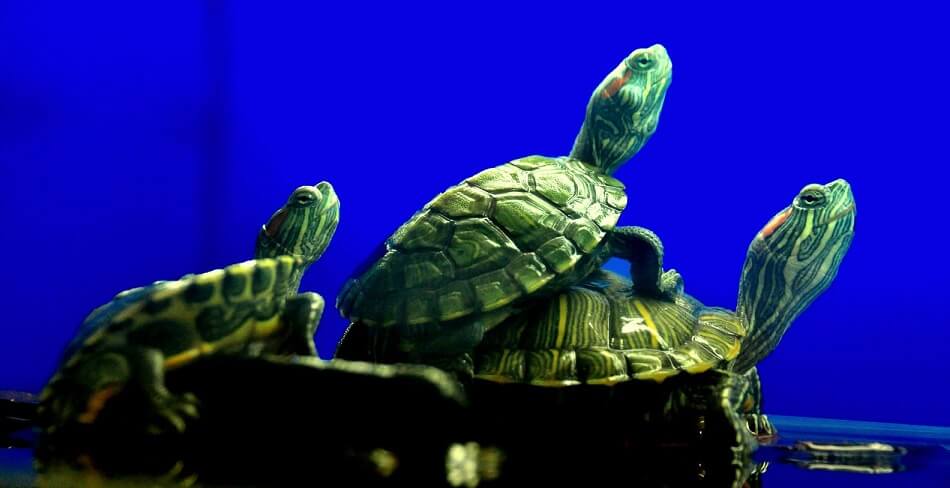 How to Gender A Red-Eared Slider Turtle: 5 Clear differences - The ...
