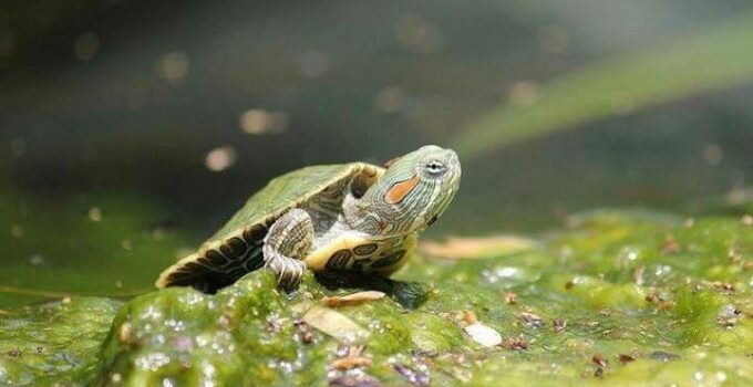 8 Tips For Baby Red-Eared Slider: Feeding & Caring - The Reptile Bay