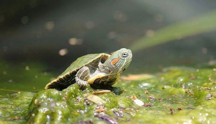 8 Tips For Baby Red-Eared Slider: Feeding & Caring - The Reptile Bay