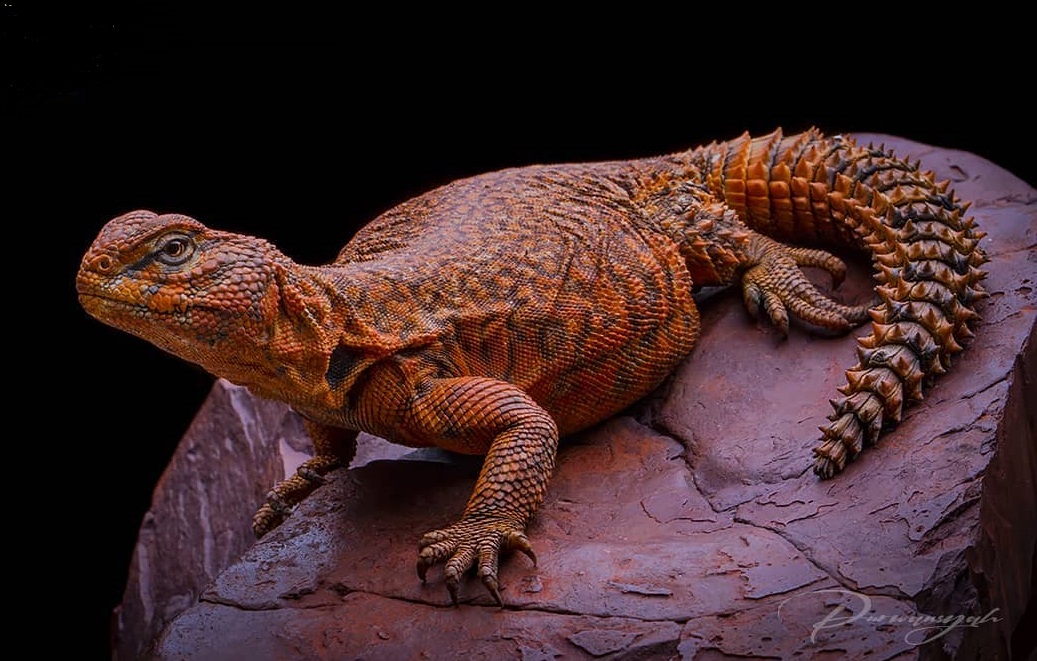 The Full Uromastyx care sheet (Ornate, Moroccan & Egyptian) - The ...