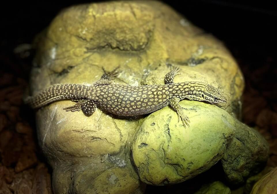 Ackie Monitor Care Sheet: Temperament & Enclosure Settingup - The ...