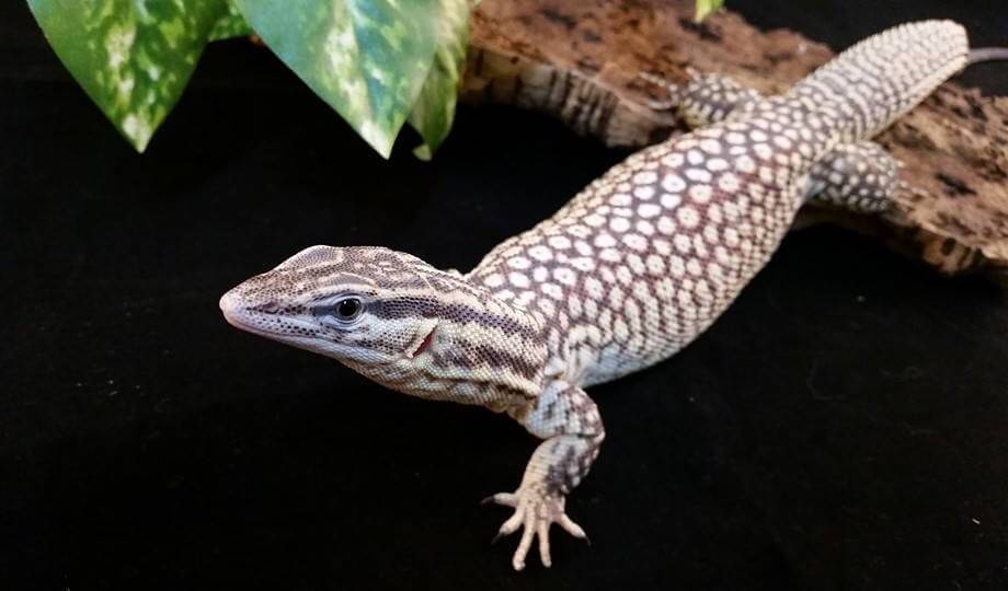 Ackie Monitor Care Sheet: Temperament & Enclosure Settingup - The ...