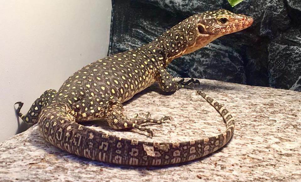 Mangrove Monitor: Care Guide and Species Profile - The Reptile Bay