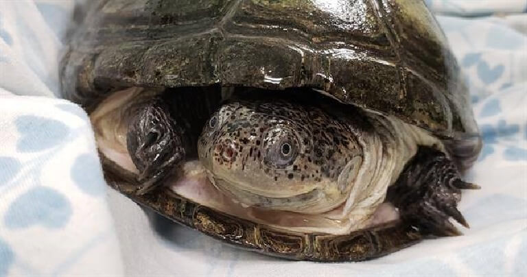 African Sideneck Turtle Care Guide and Species Profile - The Reptile Bay