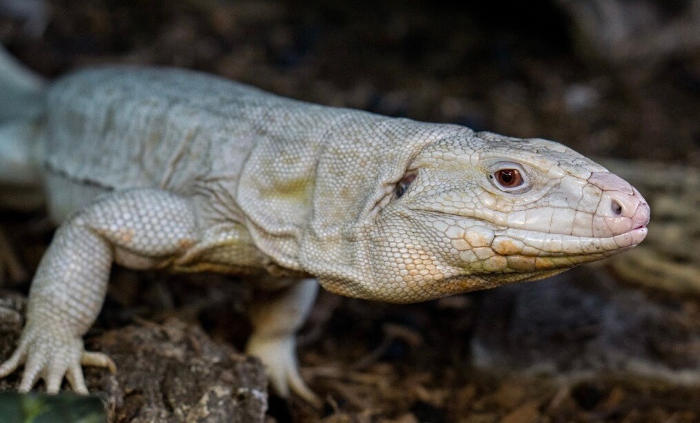 9 Types of Tegu Lizards & Pictures - The Reptile Bay