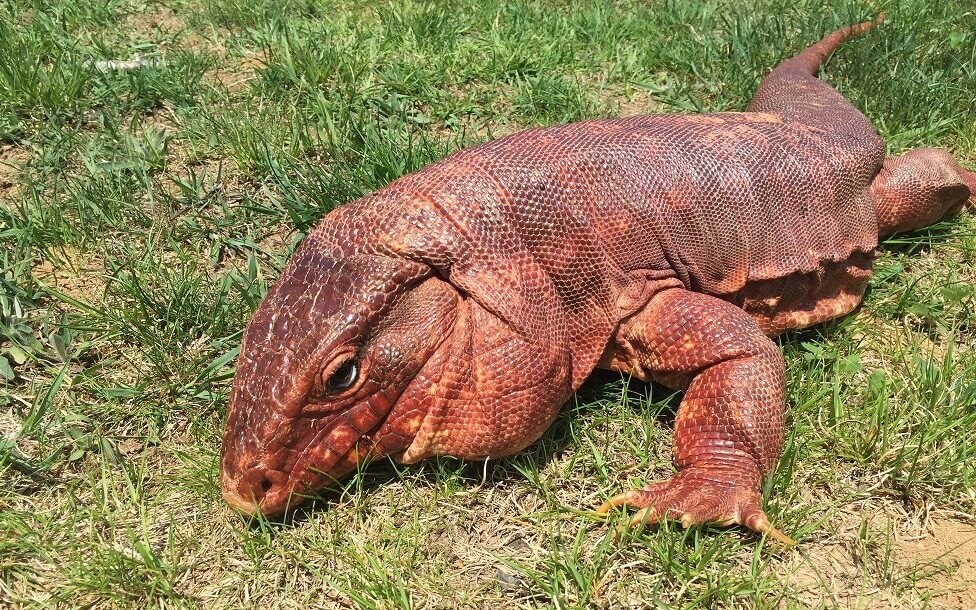 9 Types of Tegu Lizards & Pictures - The Reptile Bay