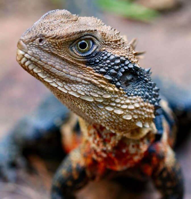 Australian Water Dragon: The Complete Guide - The Reptile Bay